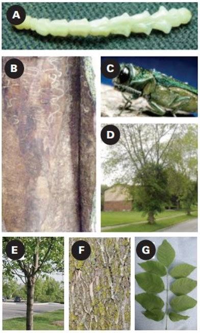 Emerald Ash Borer Treatment Ahrens Arbor Care