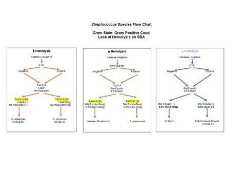 Streptococcus Species Flow Chart Agalactiae S Pyogenes Group B