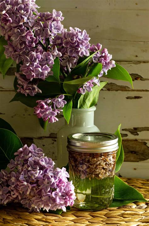 Purple Lilac Flowers
