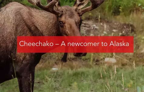 7 Alaskan Slang Words To Sound Like A Local Enjoy Travel
