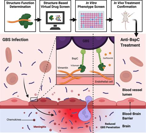 Meningitis Cell