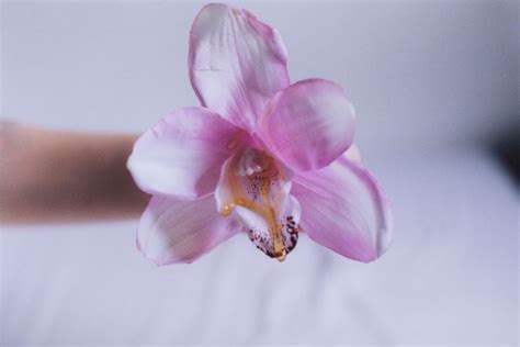 My Work Is About Sexuality Images That Are A Sophisticated Delicate