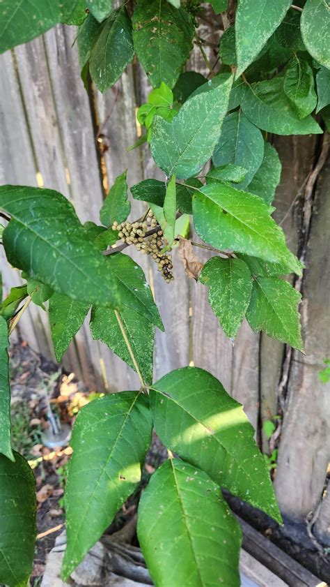 Vine Identification Rplantidentification