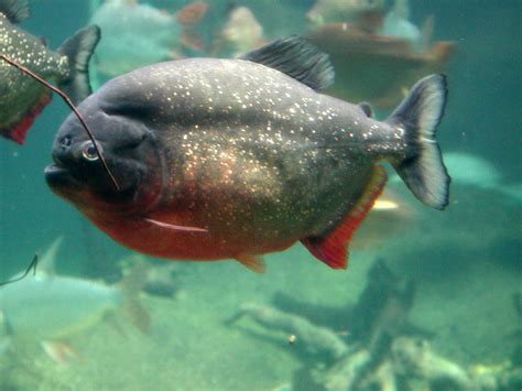 Piranhas Woondu