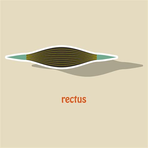 Sticker Rectus Didactic Board Of Anatomy Of Vector Eps Ai Uidownload
