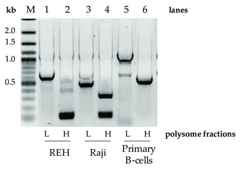 Pax 5 3′utr Profiling From Polysomal Fractionation The Mrna From