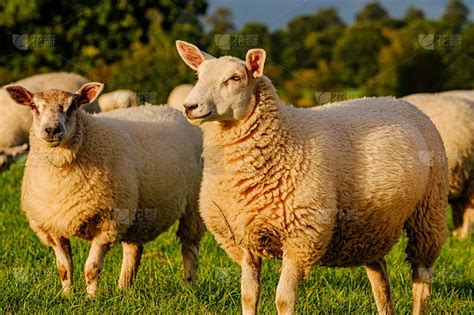 绵羊和小羊羔在田野里素材 花瓣网