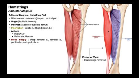 Hamstrings Anatomy And Function 💪 Origins Insertions Youtube