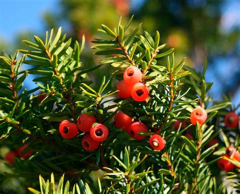 Tejo Más De 1000 Plantas Y Flores Del Mundo