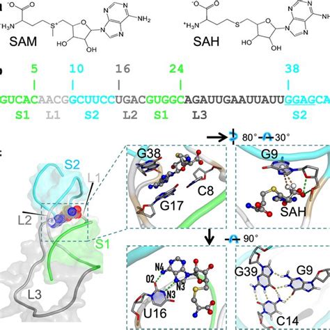 The Structures Of The Sam Sah Riboswitch And Its Cognate Ligands A Download Scientific Diagram
