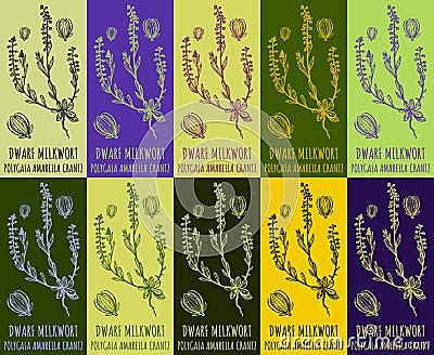 Set Of Vector Drawing Of Dwarf Milkwort In Various Colors Hand Drawn