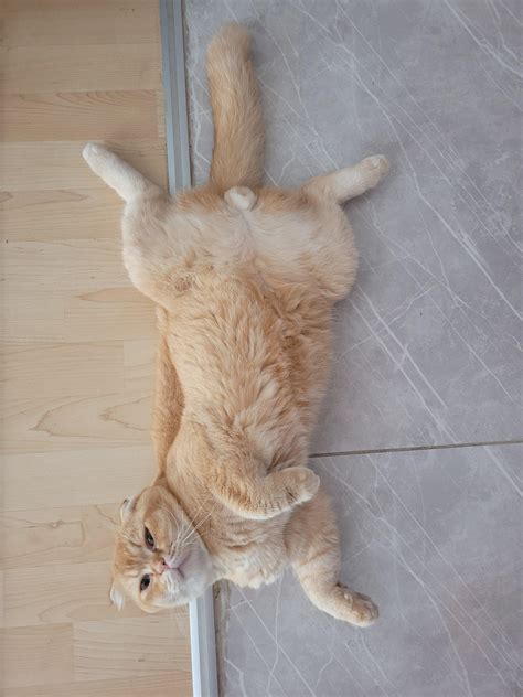 The Tripod Is Ready For A Belly Rub Rcatbellies