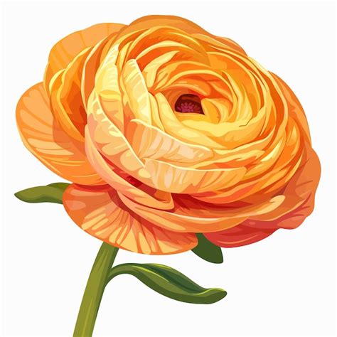 Premium Vector Ranunculus Flowers