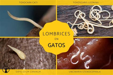 Síntomas Y Tratamiento De Parásitos Intestinales En Gatos Mascotario
