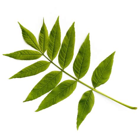 Ash Tree Leaf Identification Guide At Brooke Rentoul Blog
