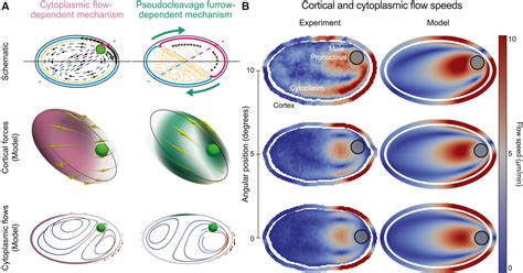 Axis Convergence In C Elegans Embryos Current Biology