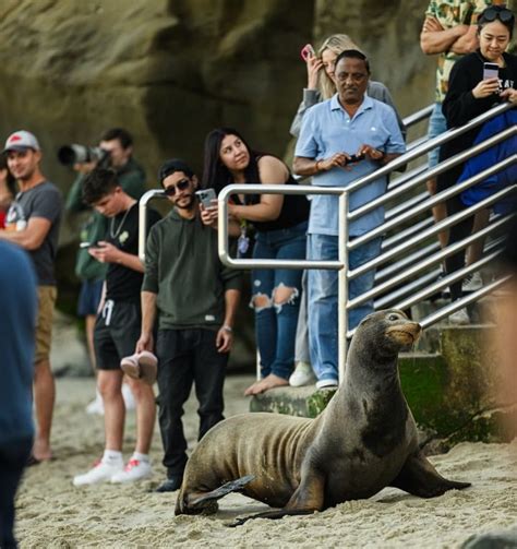 La Jolla Sea Lions Protecting Wildlife During Pupping Season And Beyond San Diego Coastkeeper