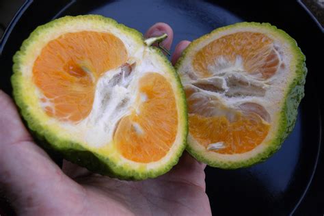 Mandarina Murcott Vivero Yautepec