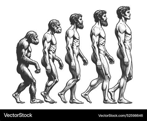 Evolution Man From Ape To Human Engraving Vector Image