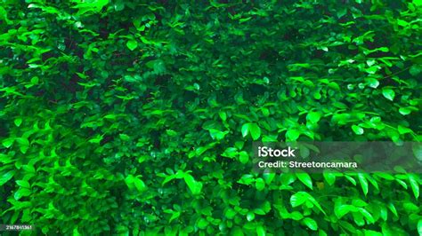 녹색 숲 식물 자연 잎 아름 다운 예쁜 배경 상징 기호 장식 Ornmanet 신선도 봄 꽃잎 로맨스 프로모션 판매 식물학 사랑