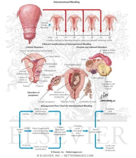 Intermenstrual Bleeding Menorrhagia