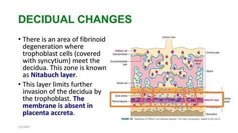 Placenta And Membranespptx