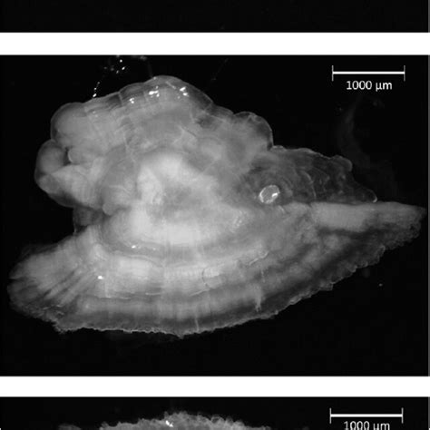Fig A4 Cedar River Sockeye Salmon Whole Otoliths Image Of An A