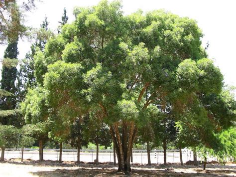 Deciduous Trees For Australian Gardens Our Top Picks Ultimate Backyard