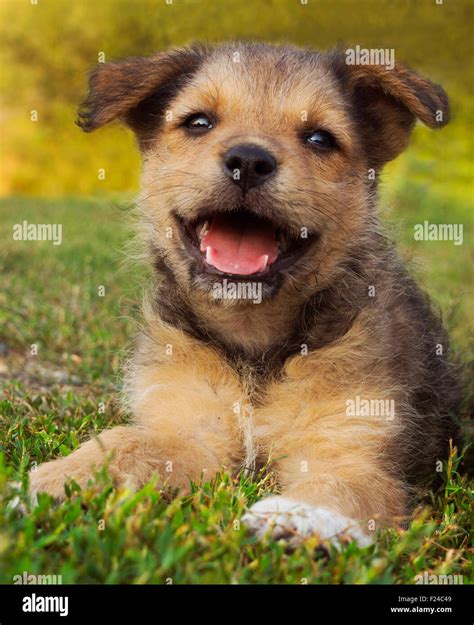Happy Puppy