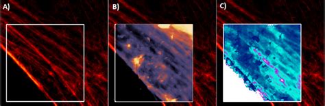 Correlative Afm And Sted Microscopy Bruker