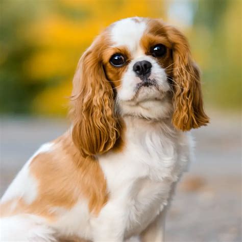 Cavalier King Charles Spaniel Características Carácter Y Cuidados