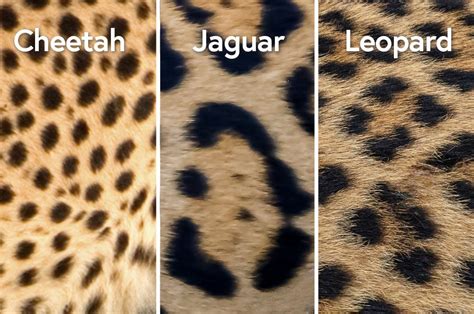 Whats The Difference Between A Jaguar Cheetah And Leopard Explained