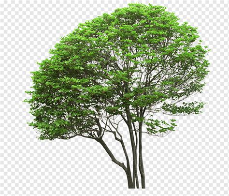 Tree Digital Tree Branch Biology Grass Png PNGWing