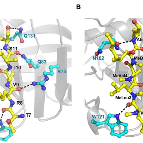 A The Interactions Between N Terminal Segment And Active Site
