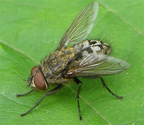 What Flies Do We Get In New Zealand