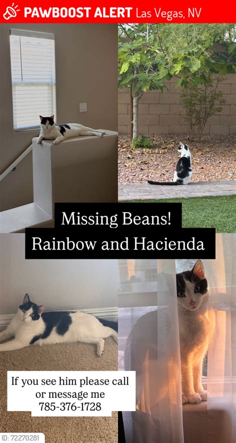 Las Vegas Nv Lost Male Cat Beans Is Missing Pawboost