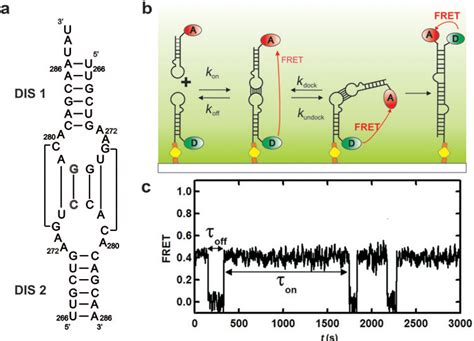 Figure 1 From Hiv 1 Dis Stem Loop Forms An Obligatory Bent Kissing