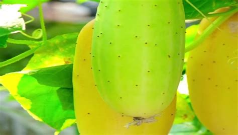 മൂത്രാശയ രോഗങ്ങൾക്ക്ഒരു പരിഹാരം ആയിട്ട് മുള്ളൻ വെള്ളരി Mullan Vellari