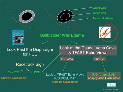 Fastvet Free Resources Integrative Algorithm For Gallbladder Wall
