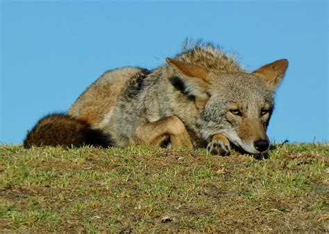 David Assmann Flickr