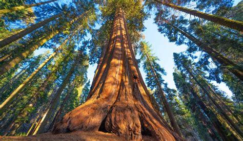 Sequoia Tree Facts Growing Methods And Use