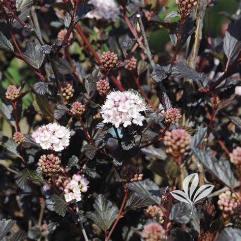 Summer Wine Ninebark Tree Trees That Please