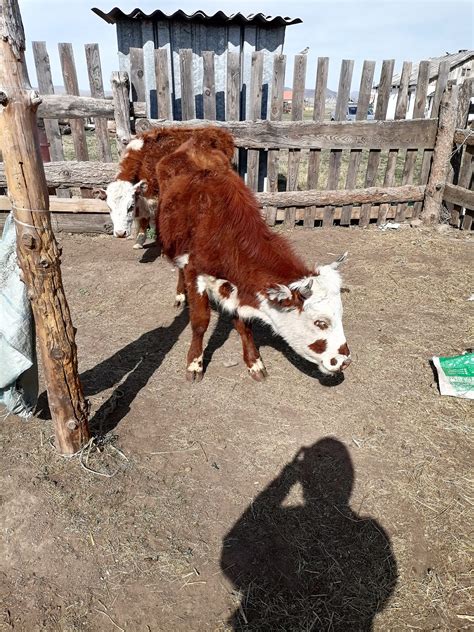 шүдлэн үхэр зарна