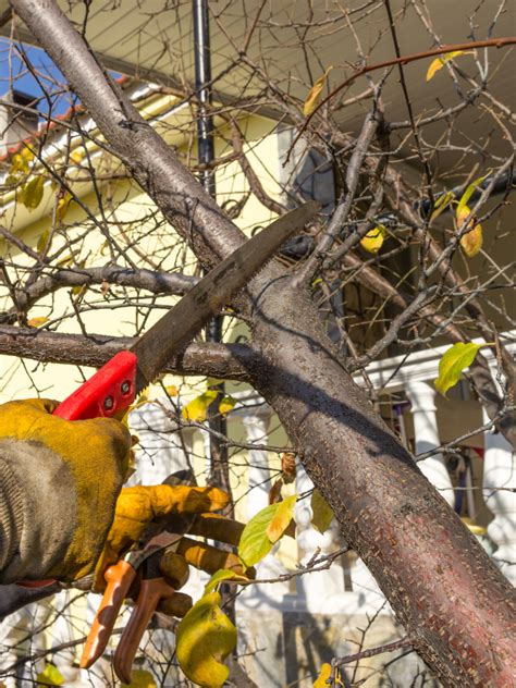 Tree Trimming Buffs Tree Service Tree Maintenance Il