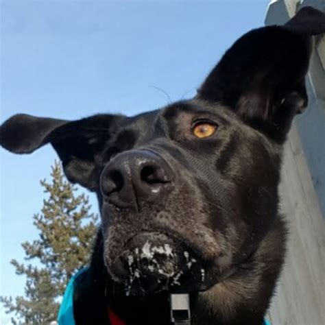 Darrell Hough Youtube