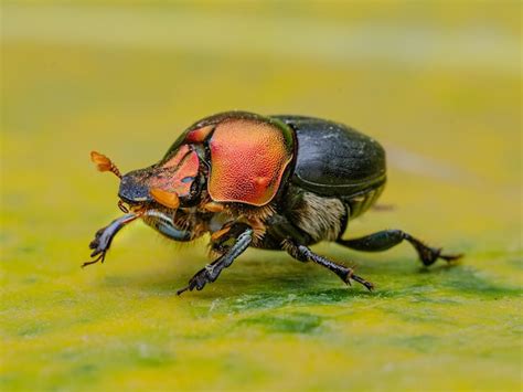 Premium Photo Colourful Beetle