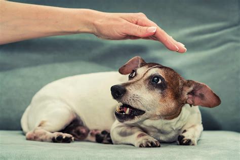 Los Perros Necesitan Tener Licencia En Las Vegas