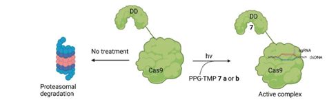 A Above Left The Structure Of Tmp 7 And The Protected Derivates 7 B