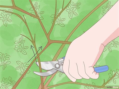 How And When To Prune Laurel Bushes And Hedges
