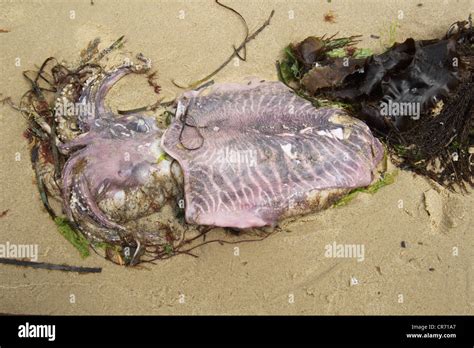 Dead Common Cuttlefish Washed Up On Beach Strandline After Breeding